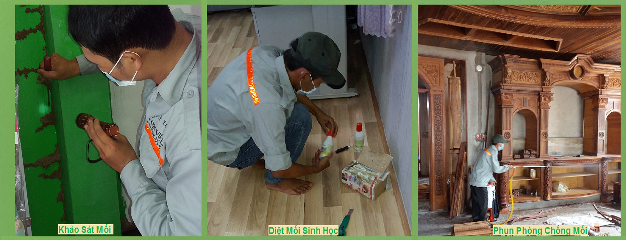 Diệt mối tận gốc tại Bình Dương - Công ty diệt mối giá rẻ - Hết mối 100%